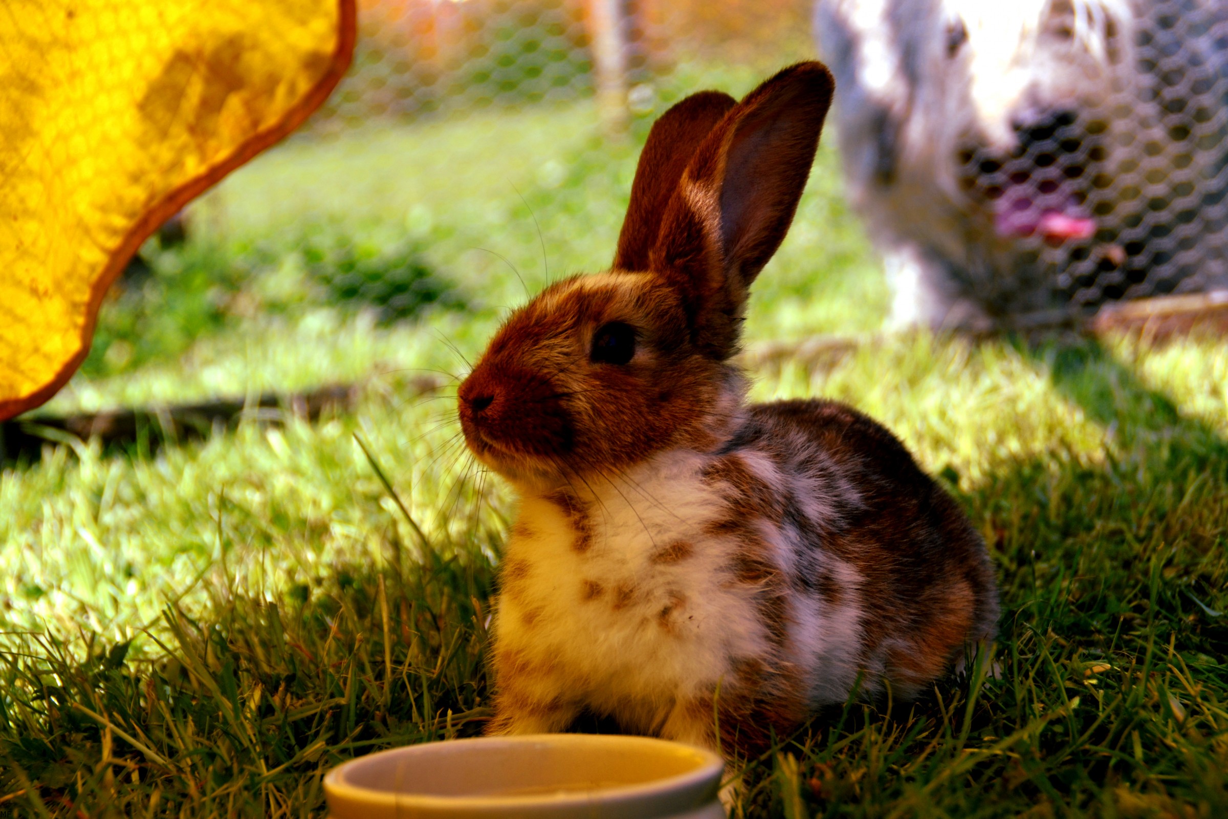 Rabbits – Wisconsin 4-H